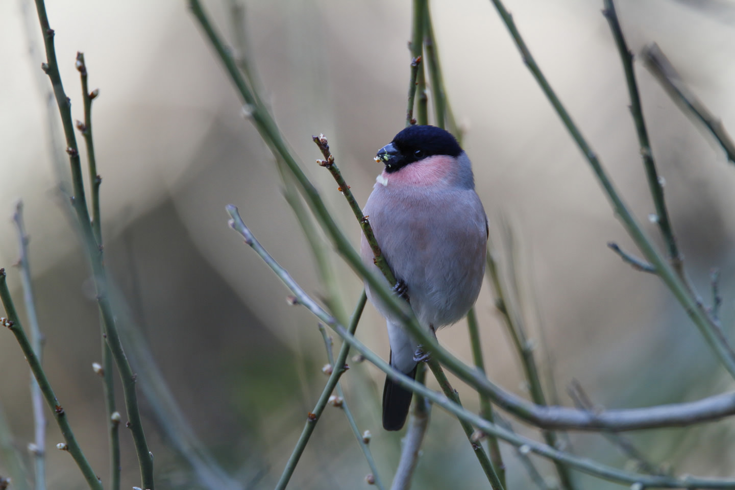 Canon Bird Branch Project | Biodiversity Initiatives | How to ...