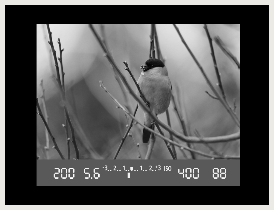 Canon Bird Branch Project | Biodiversity Initiatives | How to ...