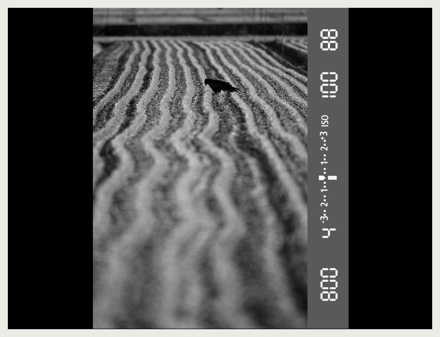 Canon Bird Branch Project | Biodiversity Initiatives | How to ...