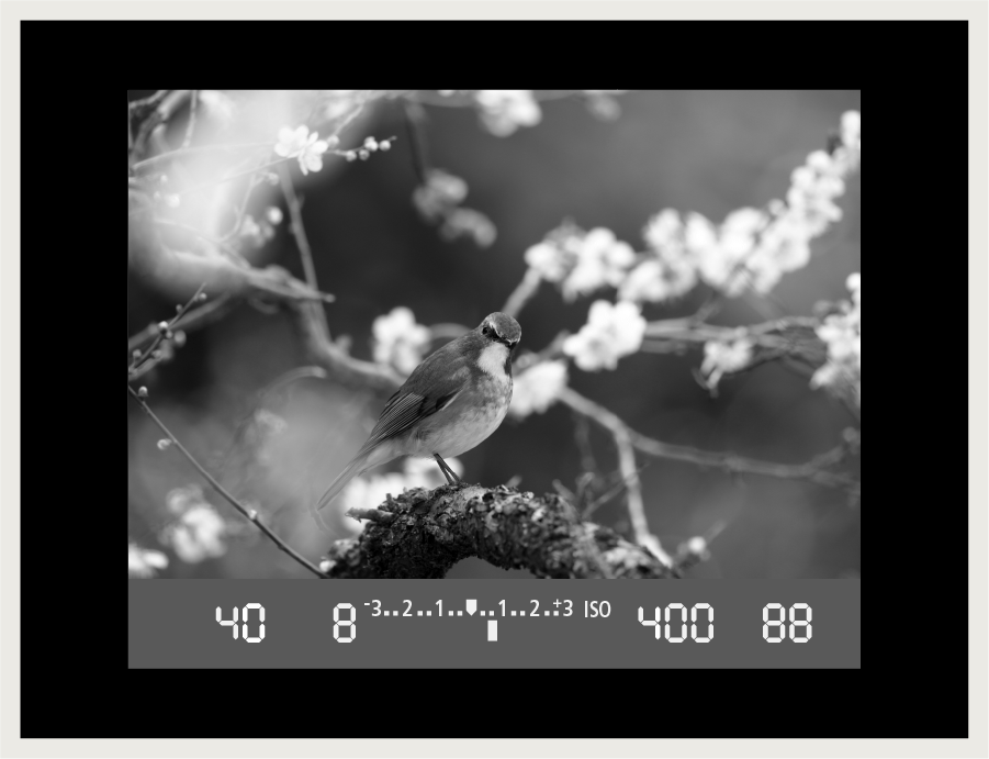 Canon Bird Branch Project | Biodiversity Initiatives | How to ...