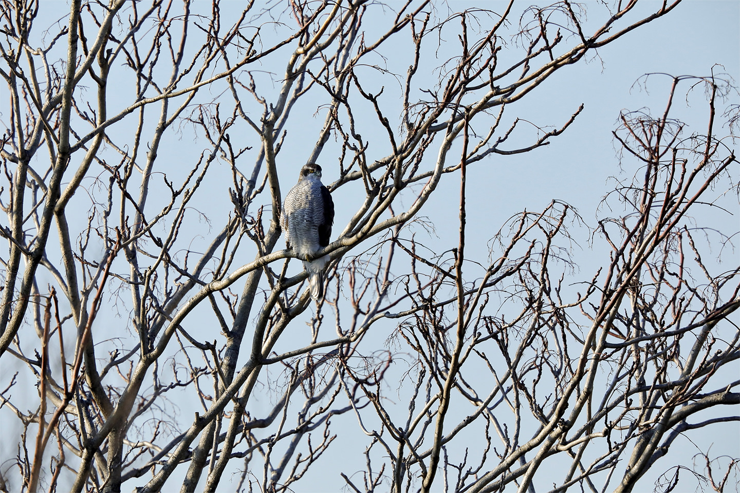 Canon Bird Branch Project | Biodiversity Initiatives | How to ...