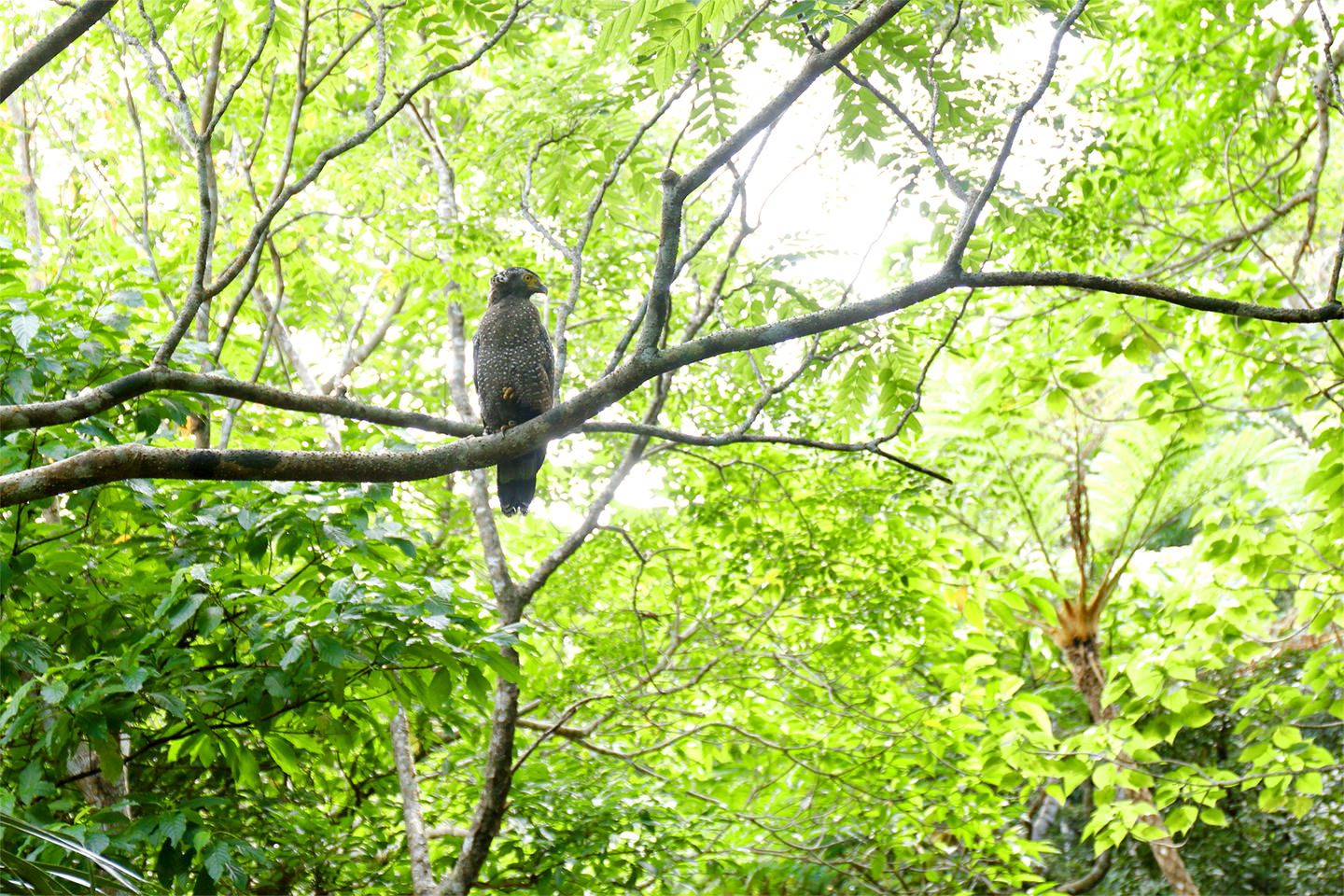 Canon Bird Branch Project | Biodiversity Initiatives | How to ...