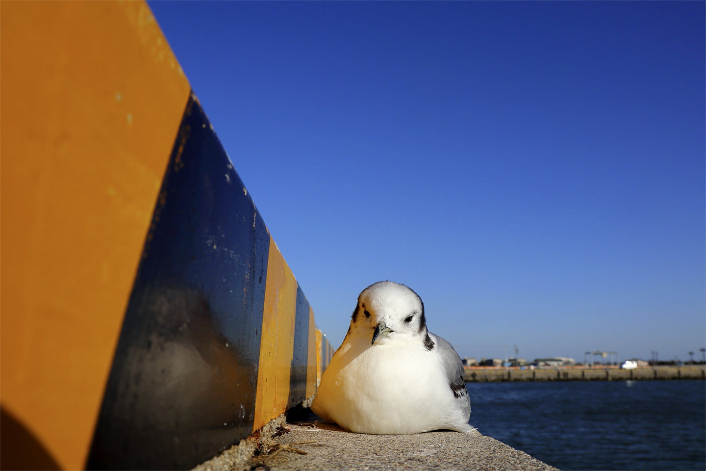 Canon Bird Branch Project | Biodiversity Initiatives | How to ...