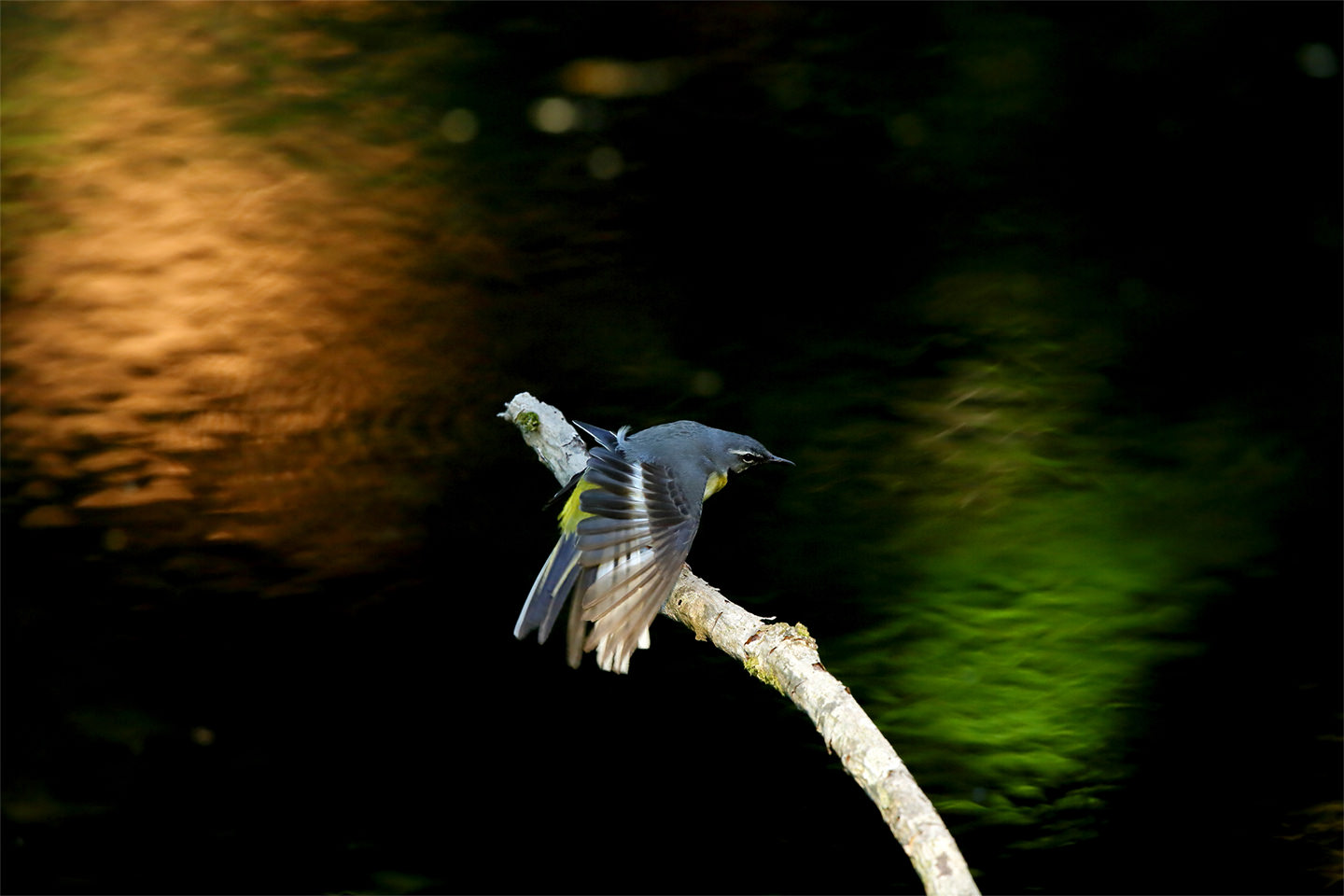 Canon Bird Branch Project | Biodiversity Initiatives | How to ...