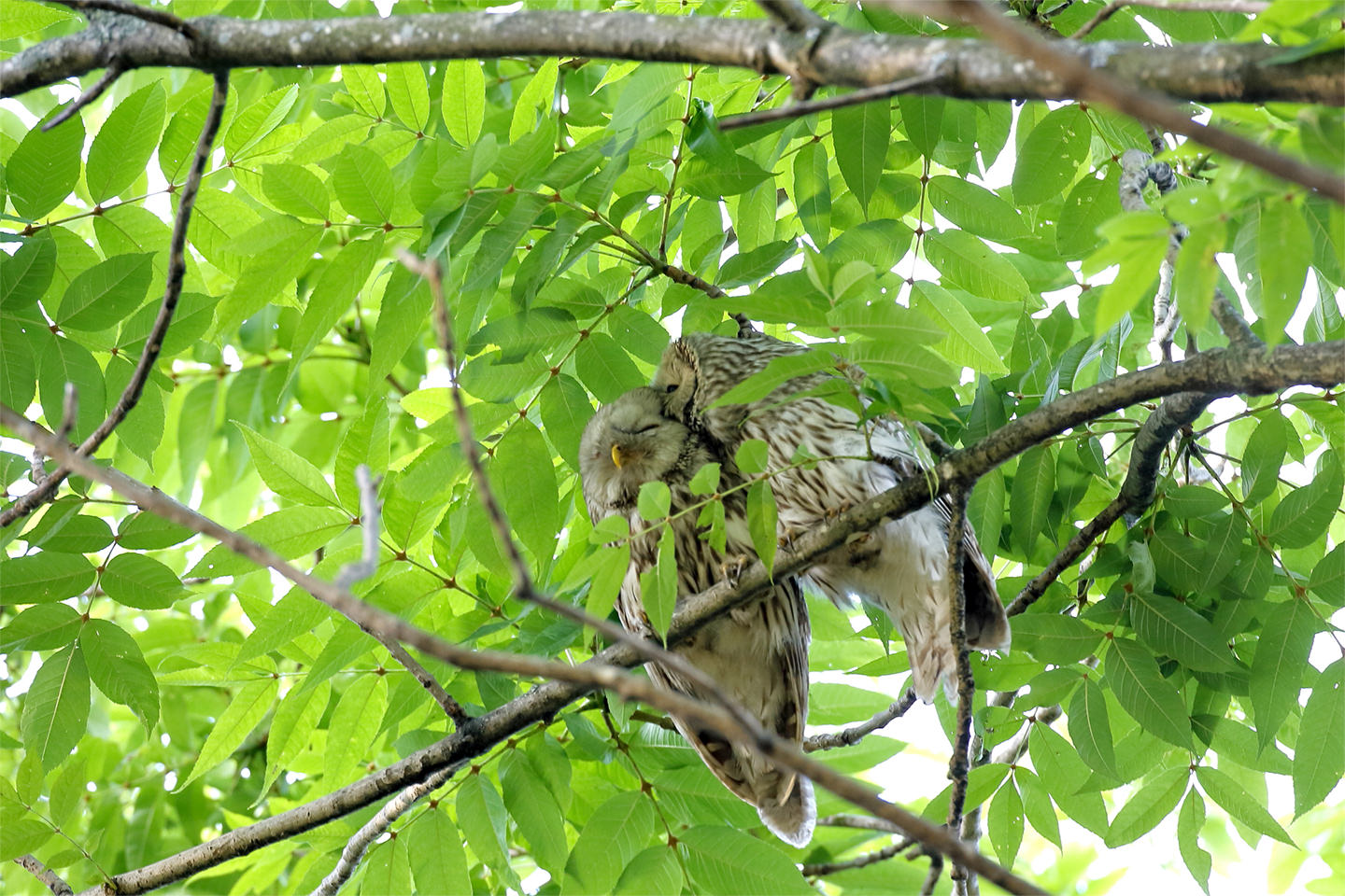 Canon Bird Branch Project | Biodiversity Initiatives | How to ...
