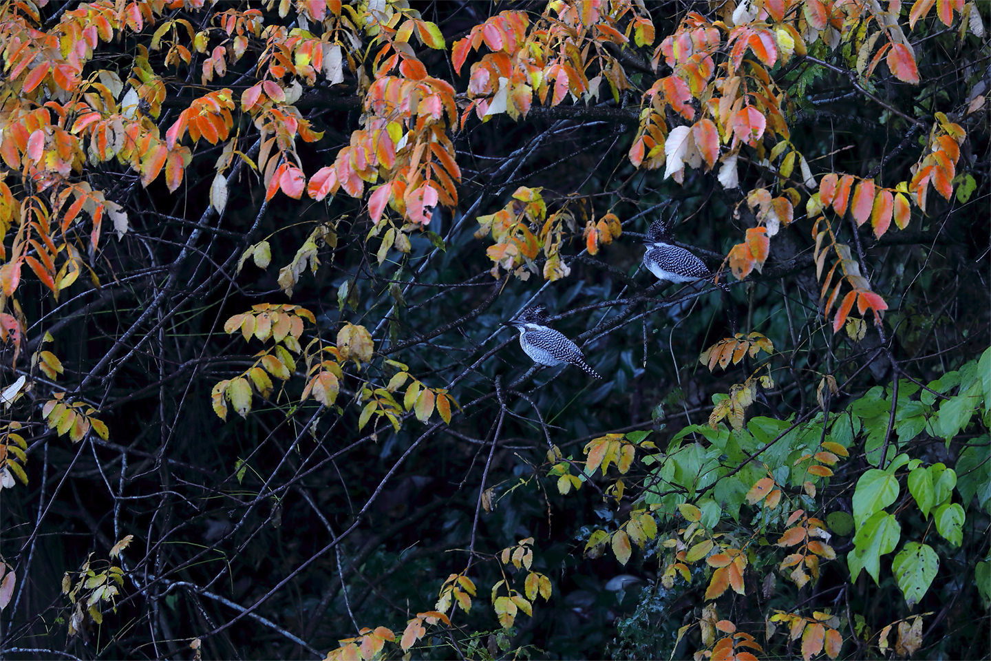 Canon Bird Branch Project | Biodiversity Initiatives | How to ...