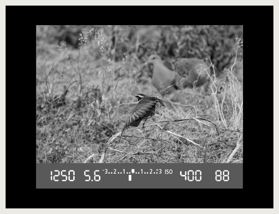 Canon Bird Branch Project | Biodiversity Initiatives | How to ...