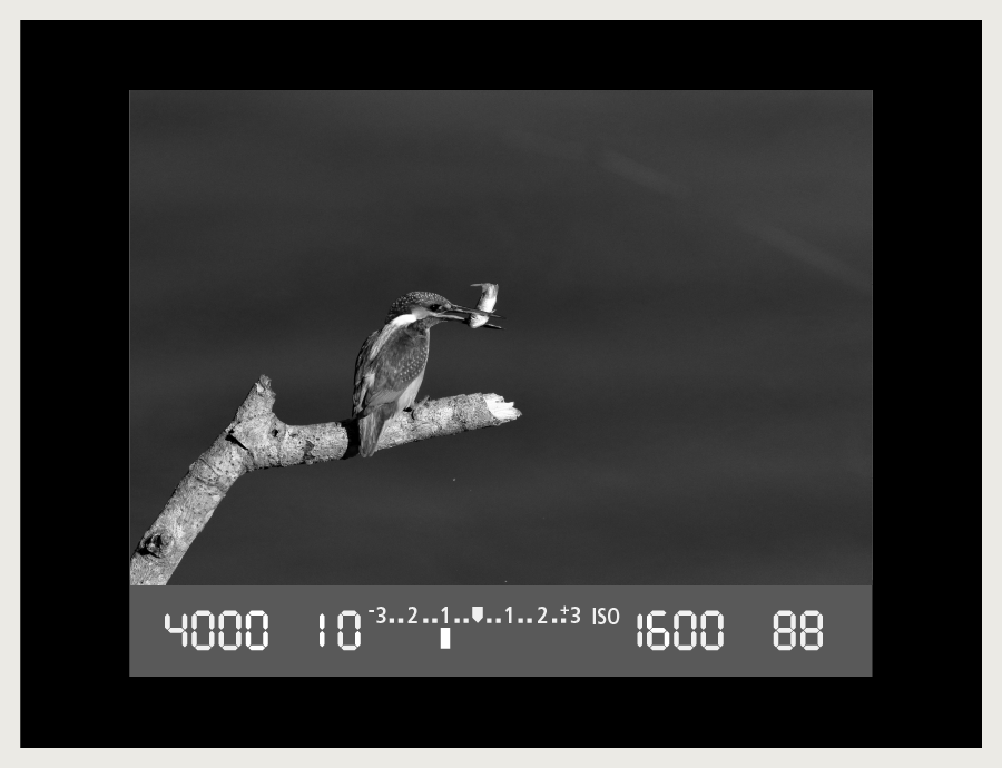 Canon Bird Branch Project | Biodiversity Initiatives | How to ...