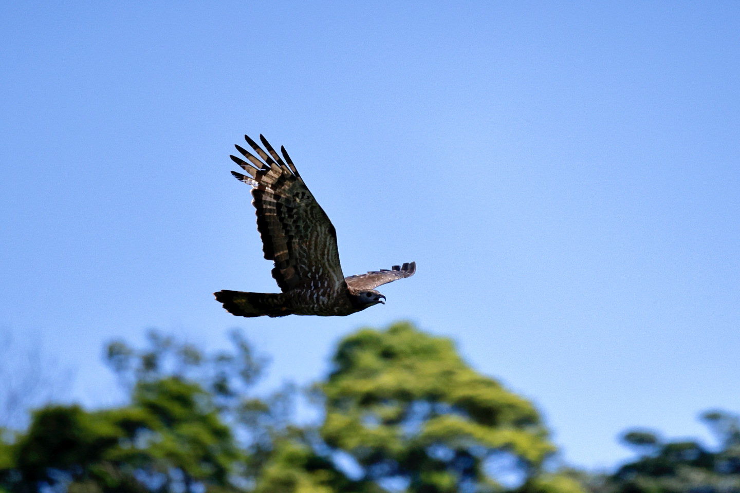 Utilize the Eye AF setting for animals | How to photograph wild birds ...