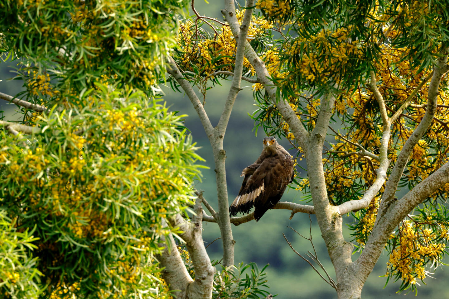 Utilize the Eye AF setting for animals | How to photograph wild birds ...