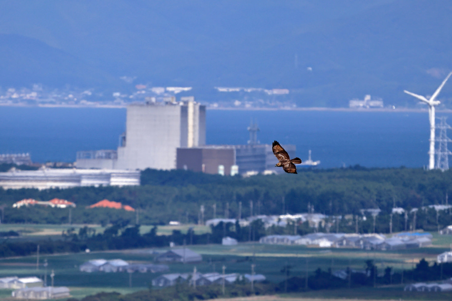 Utilize the Eye AF setting for animals | How to photograph wild birds ...