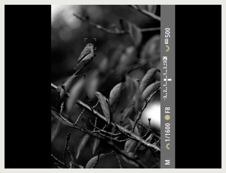 Utilize the Eye AF setting for animals | How to photograph wild birds ...