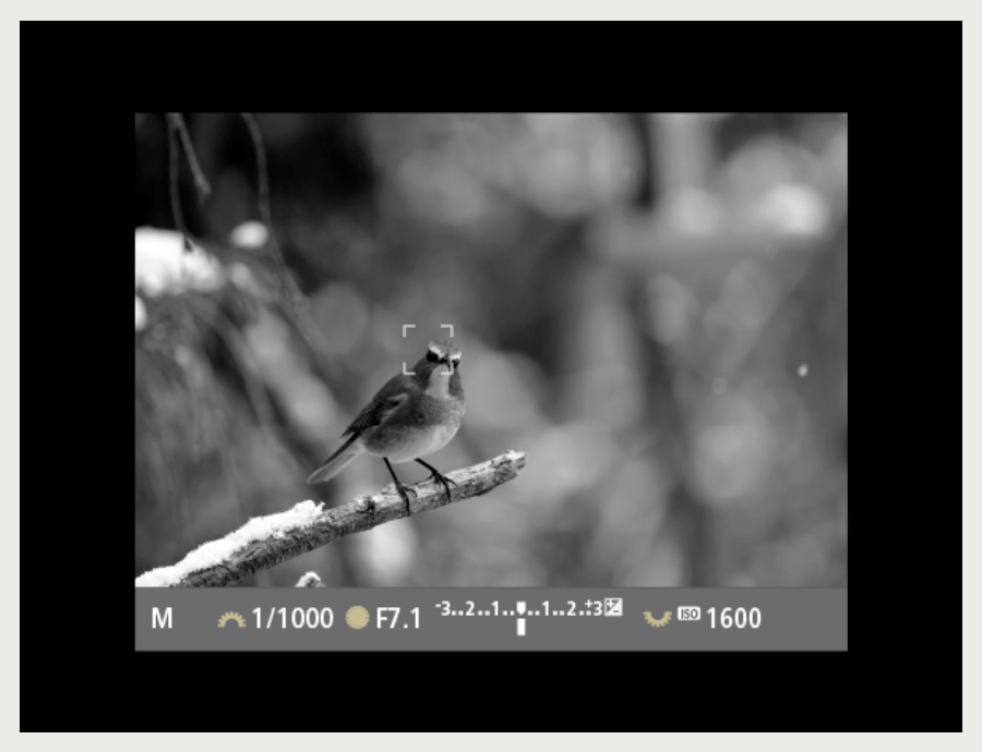 Utilize the Eye AF setting for animals | How to photograph wild birds ...