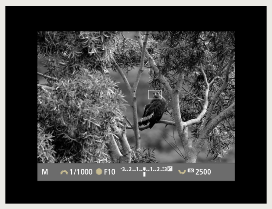 Utilize the Eye AF setting for animals | How to photograph wild birds ...