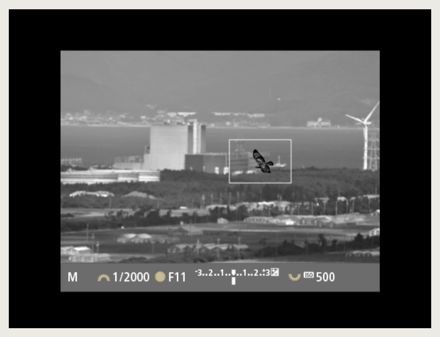 Utilize the Eye AF setting for animals | How to photograph wild birds ...