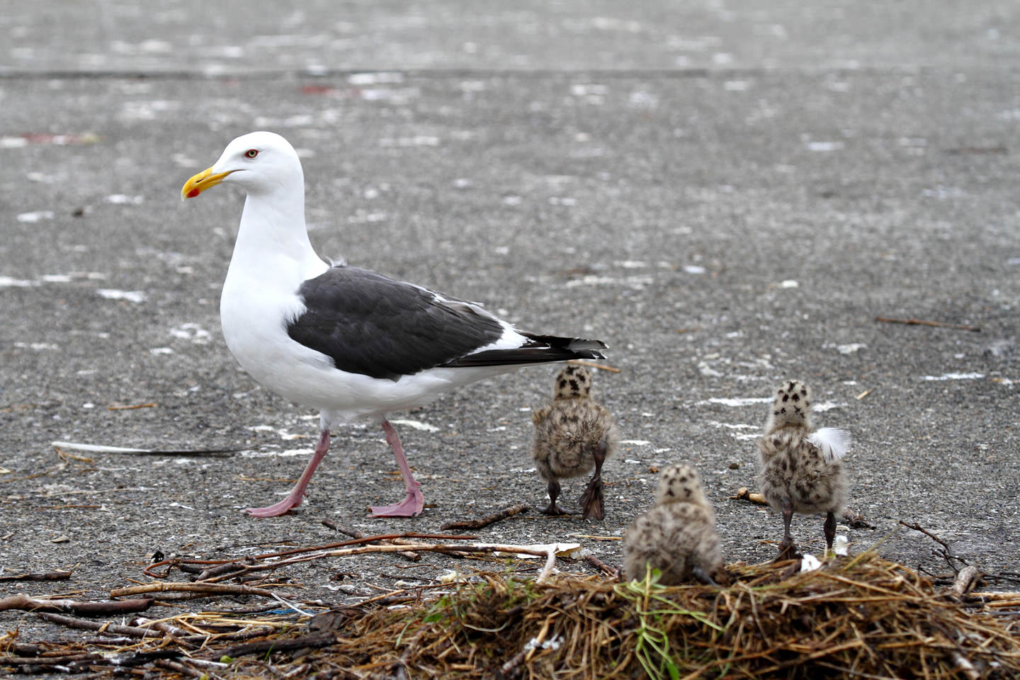 Canon Bird Branch Project | Biodiversity Initiatives | How to ...