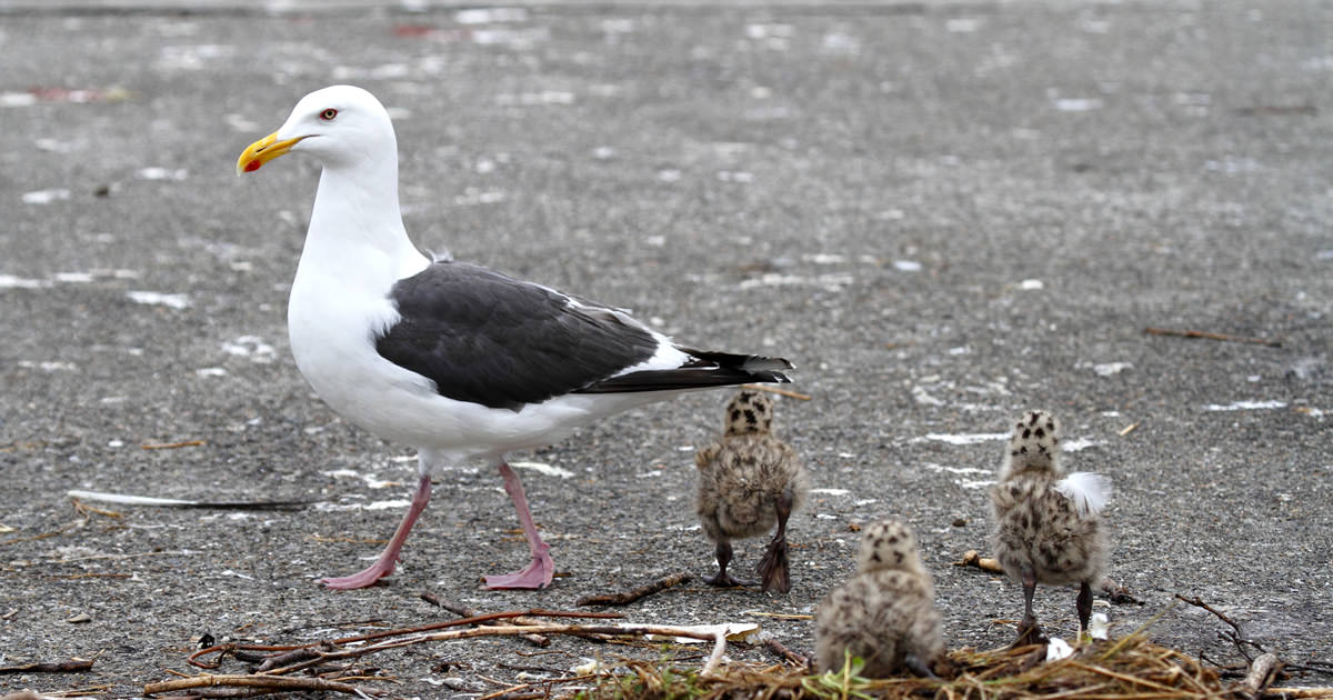 Canon Bird Branch Project | Biodiversity Initiatives | How to ...
