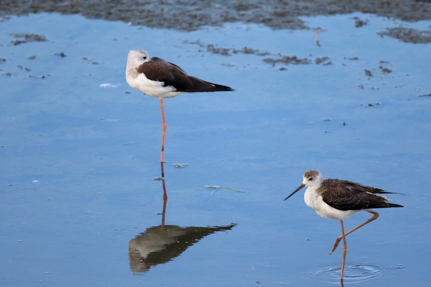 Canon Bird Branch Project | Biodiversity Initiatives | How to ...