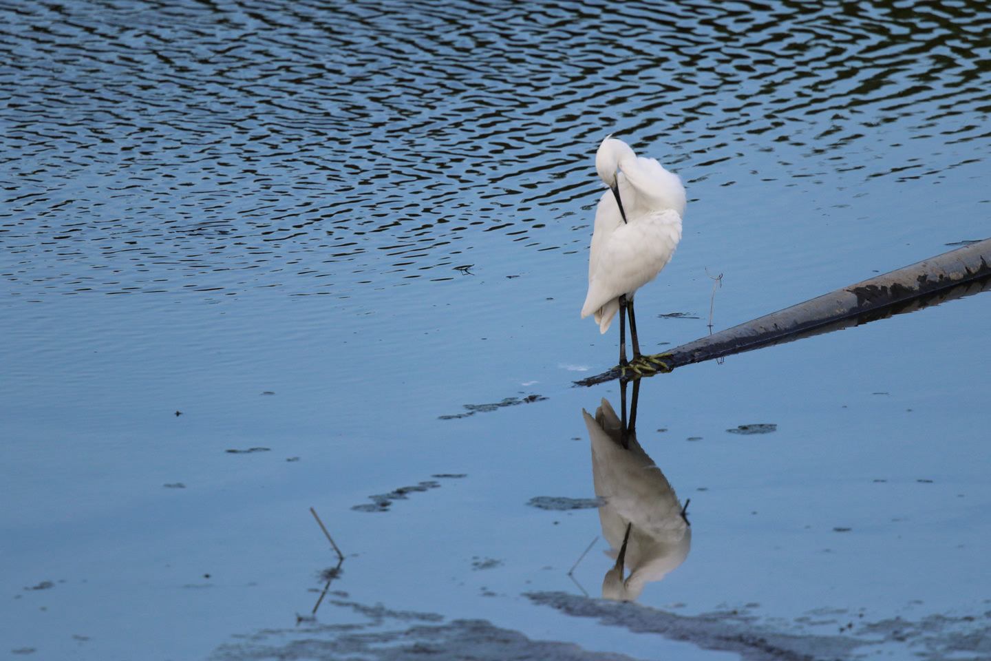 Canon Bird Branch Project | Biodiversity Initiatives | How to ...