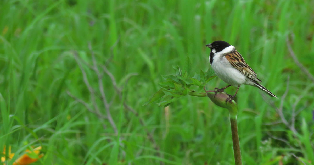 Canon Bird Branch Project | Biodiversity Initiatives | How to ...