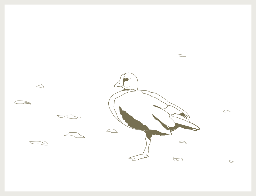 Canon Bird Branch Project | Biodiversity Initiatives | How to ...