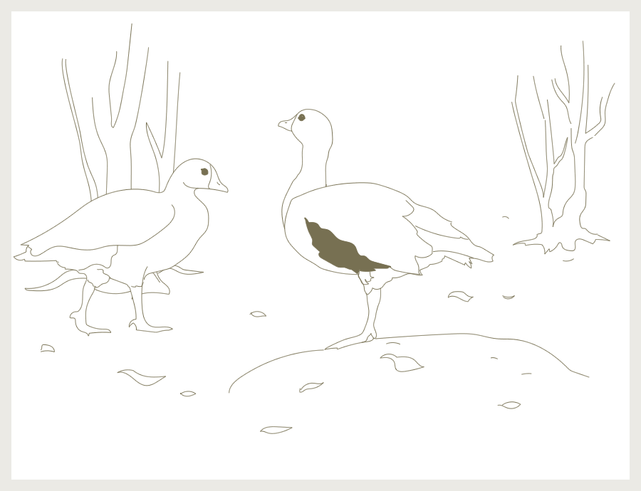 Canon Bird Branch Project | Biodiversity Initiatives | How to ...