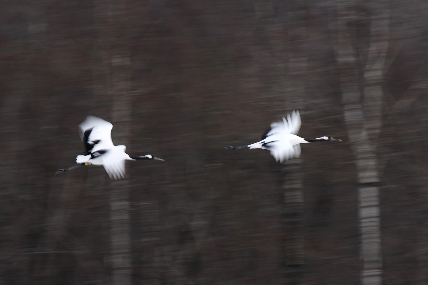 Canon Bird Branch Project | Biodiversity Initiatives | How to ...