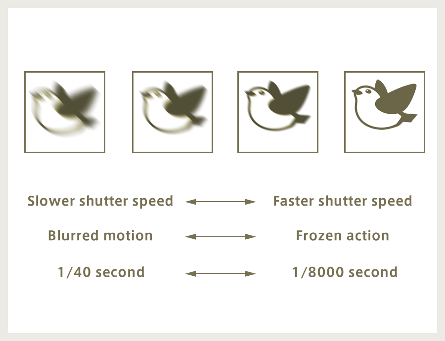 Canon Bird Branch Project | Biodiversity Initiatives | How to ...