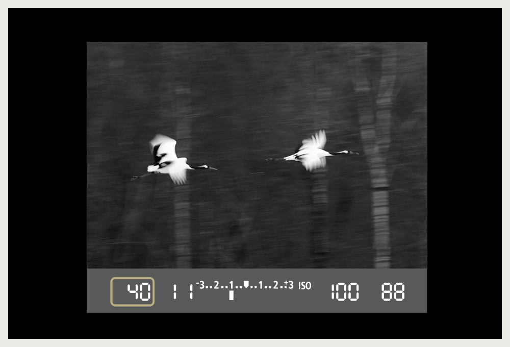 Canon Bird Branch Project | Biodiversity Initiatives | How to ...