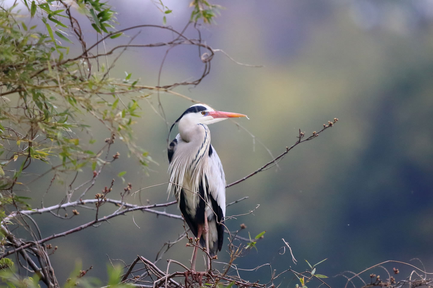 Canon Bird Branch Project | Biodiversity Initiatives | How to ...