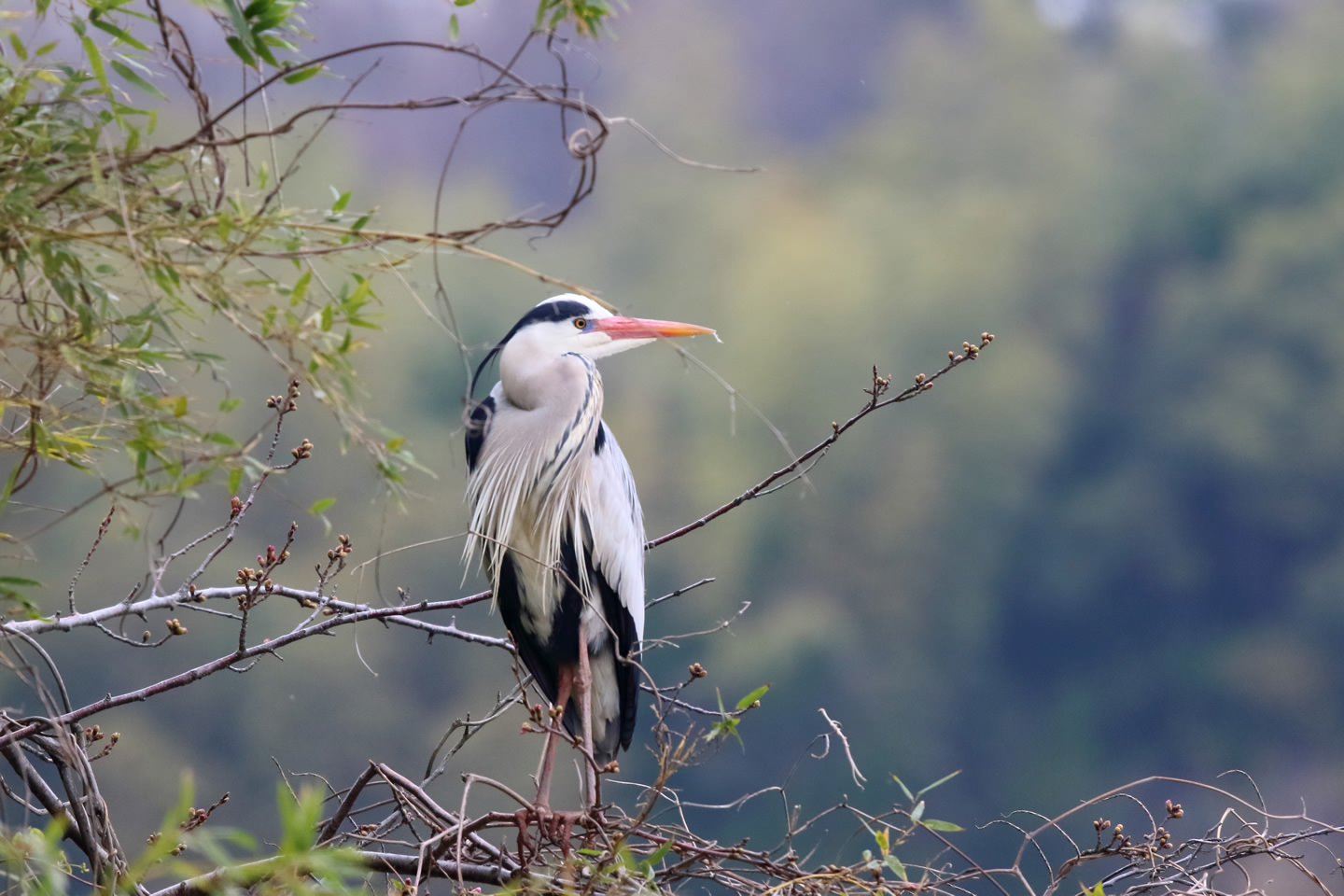Canon Bird Branch Project | Biodiversity Initiatives | How to ...