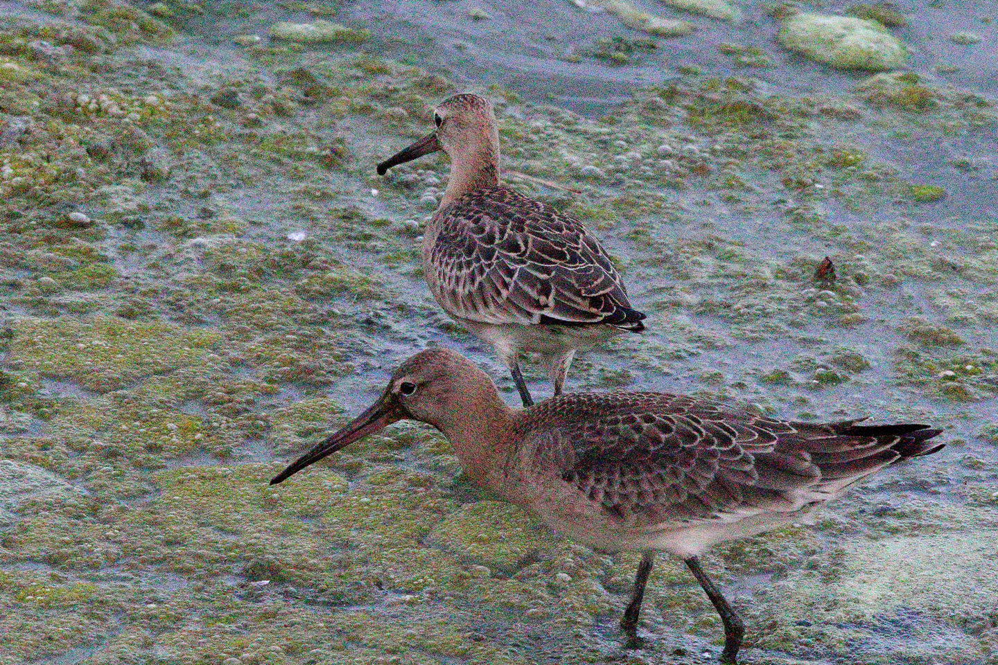 Canon Bird Branch Project | Biodiversity Initiatives | How to ...