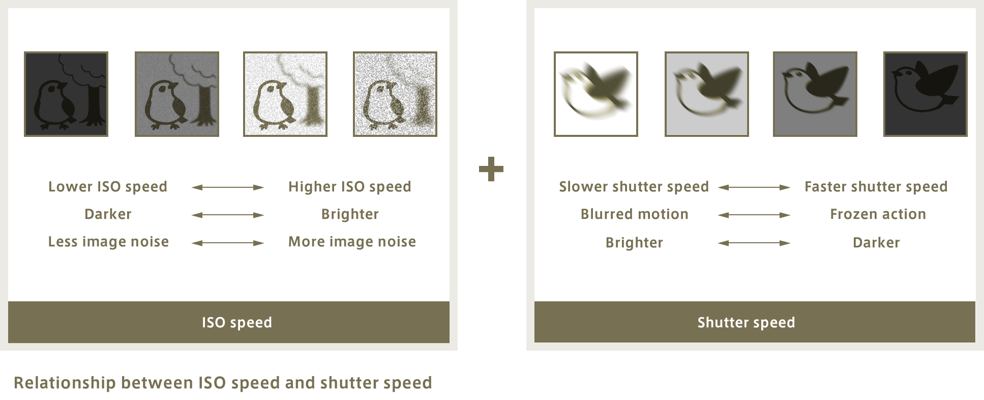 Canon Bird Branch Project | Biodiversity Initiatives | How to ...