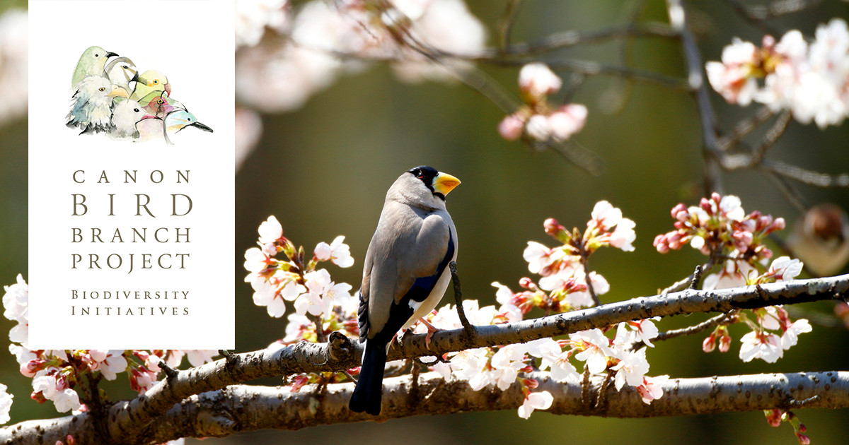 Canon Bird Branch Project | Biodiversity Initiatives