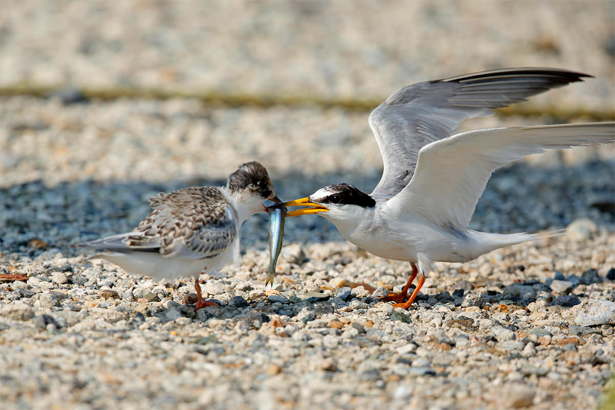 Canon Bird Branch Project | Biodiversity Initiatives