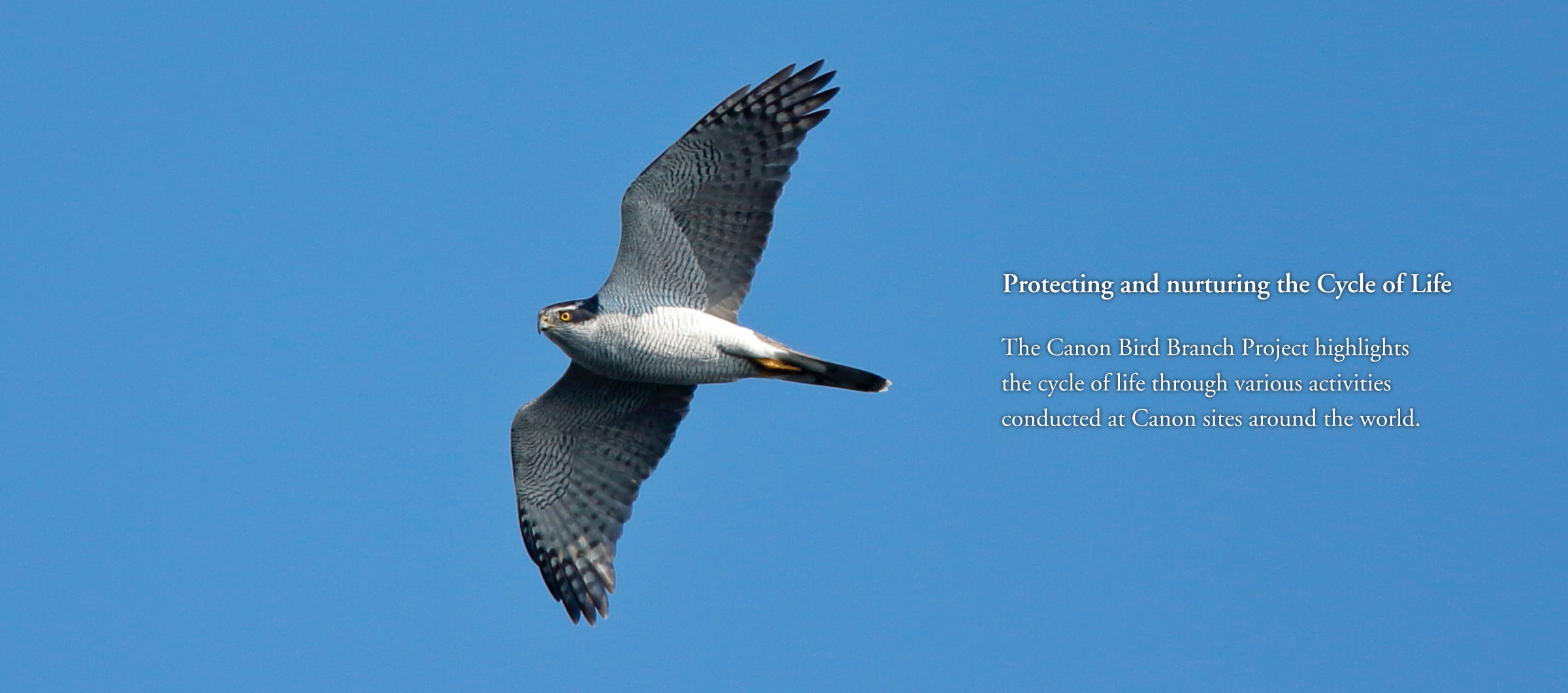 Canon Bird Branch Project | Canon Global