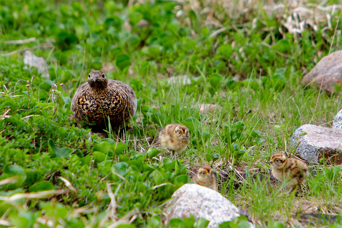 Canon Bird Branch Project | Biodiversity Initiatives