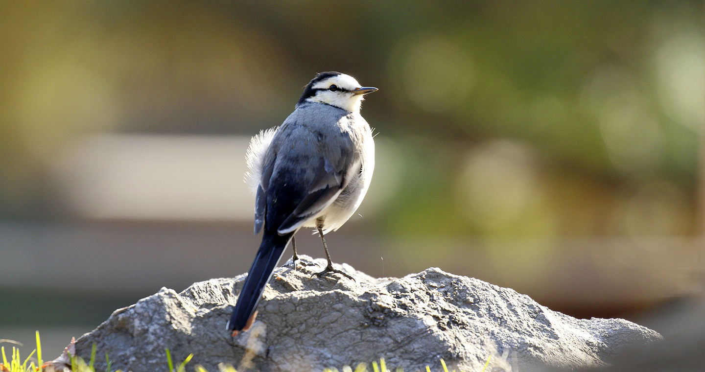 Canon Bird Branch Project | Biodiversity Initiatives | Bird photo guide