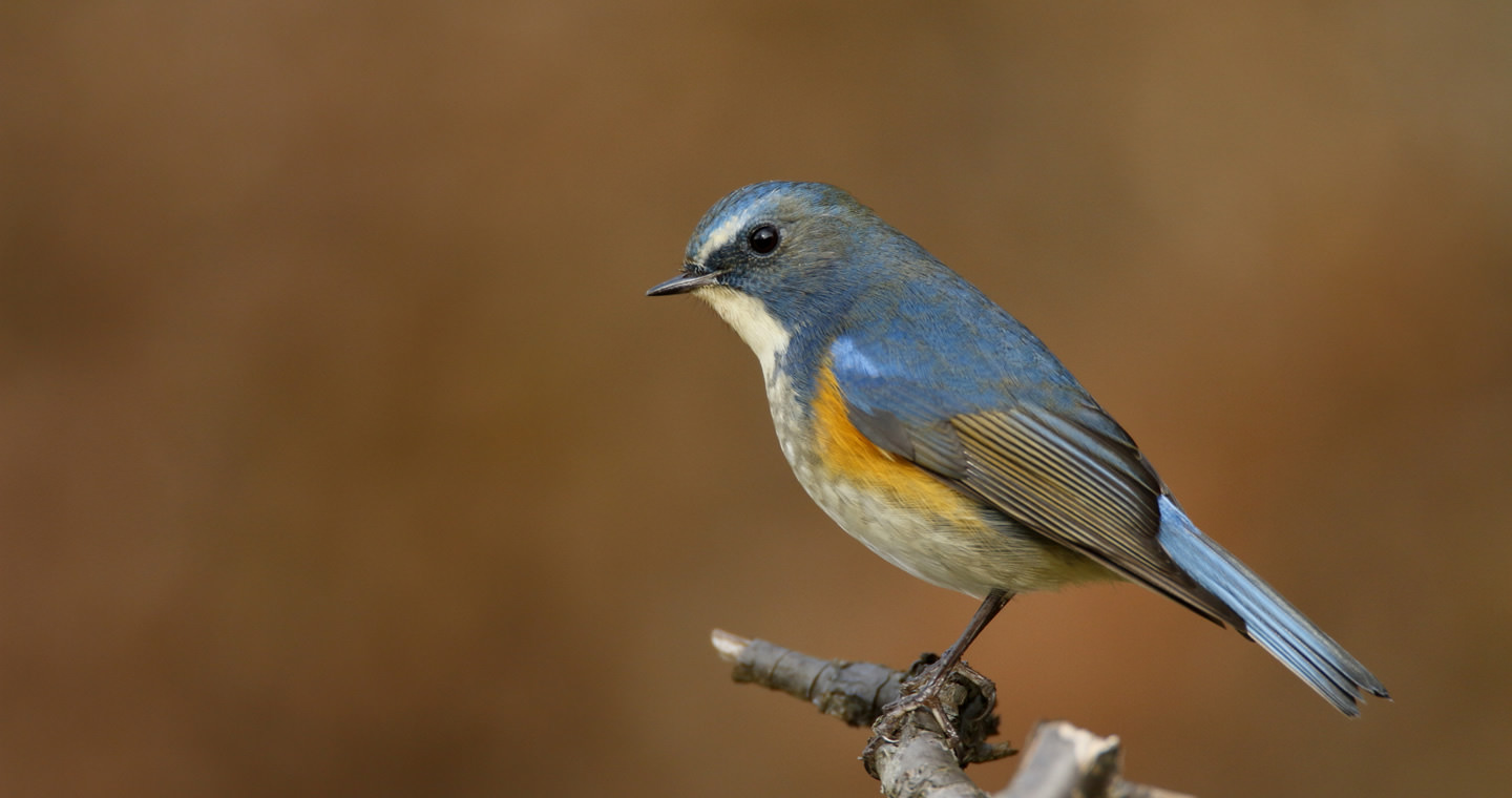 Canon Bird Branch Project | Biodiversity Initiatives | How to ...