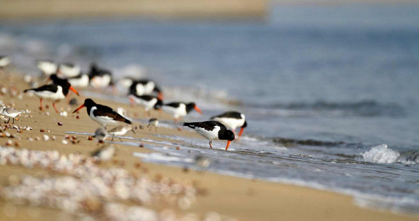 Canon Bird Branch Project | Biodiversity Initiatives | How to ...