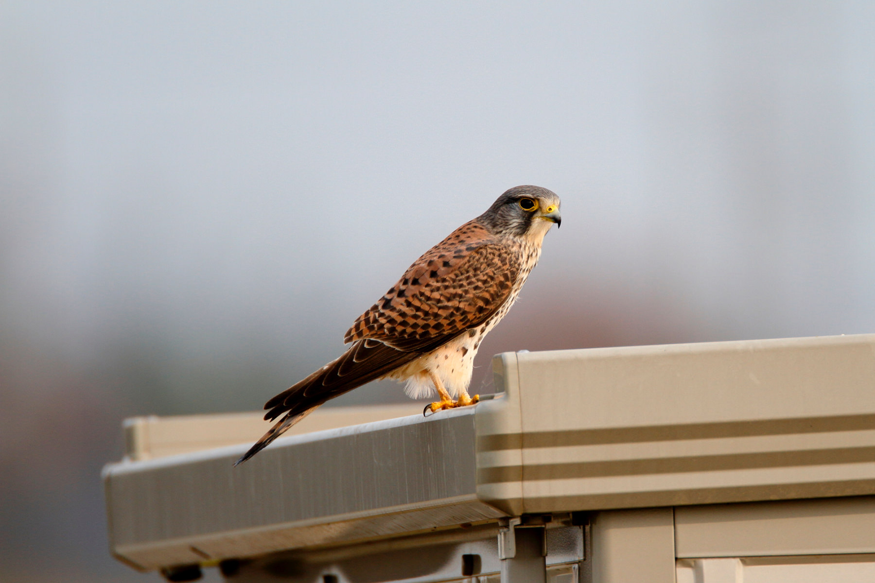 Canon Bird Branch Project | Biodiversity Initiatives | Bird photo guide ...