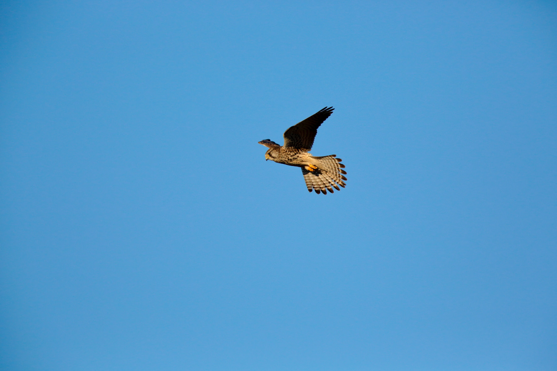 Canon Bird Branch Project | Biodiversity Initiatives | Bird photo guide ...