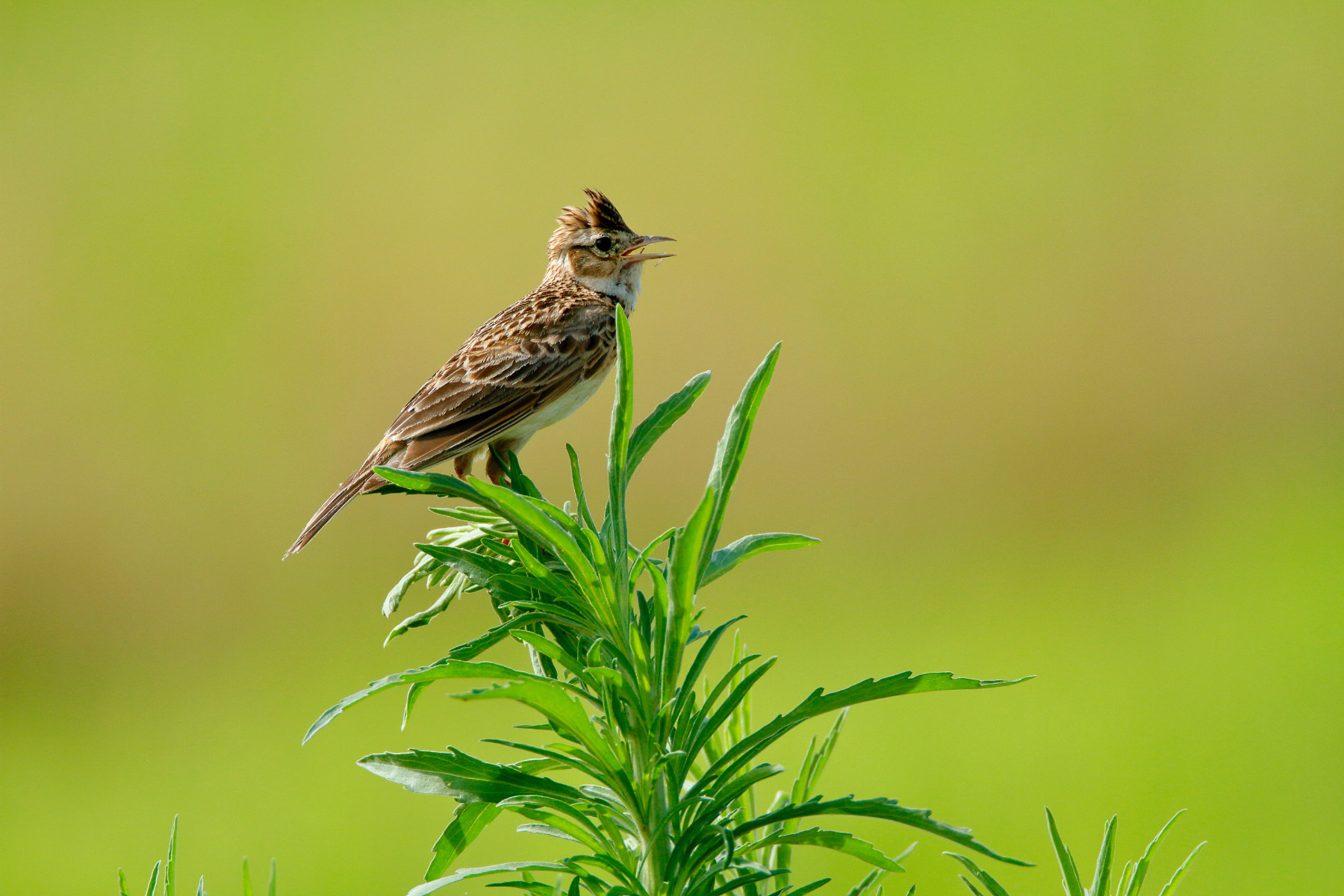 Canon Bird Branch Project | Biodiversity Initiatives | Bird photo guide ...