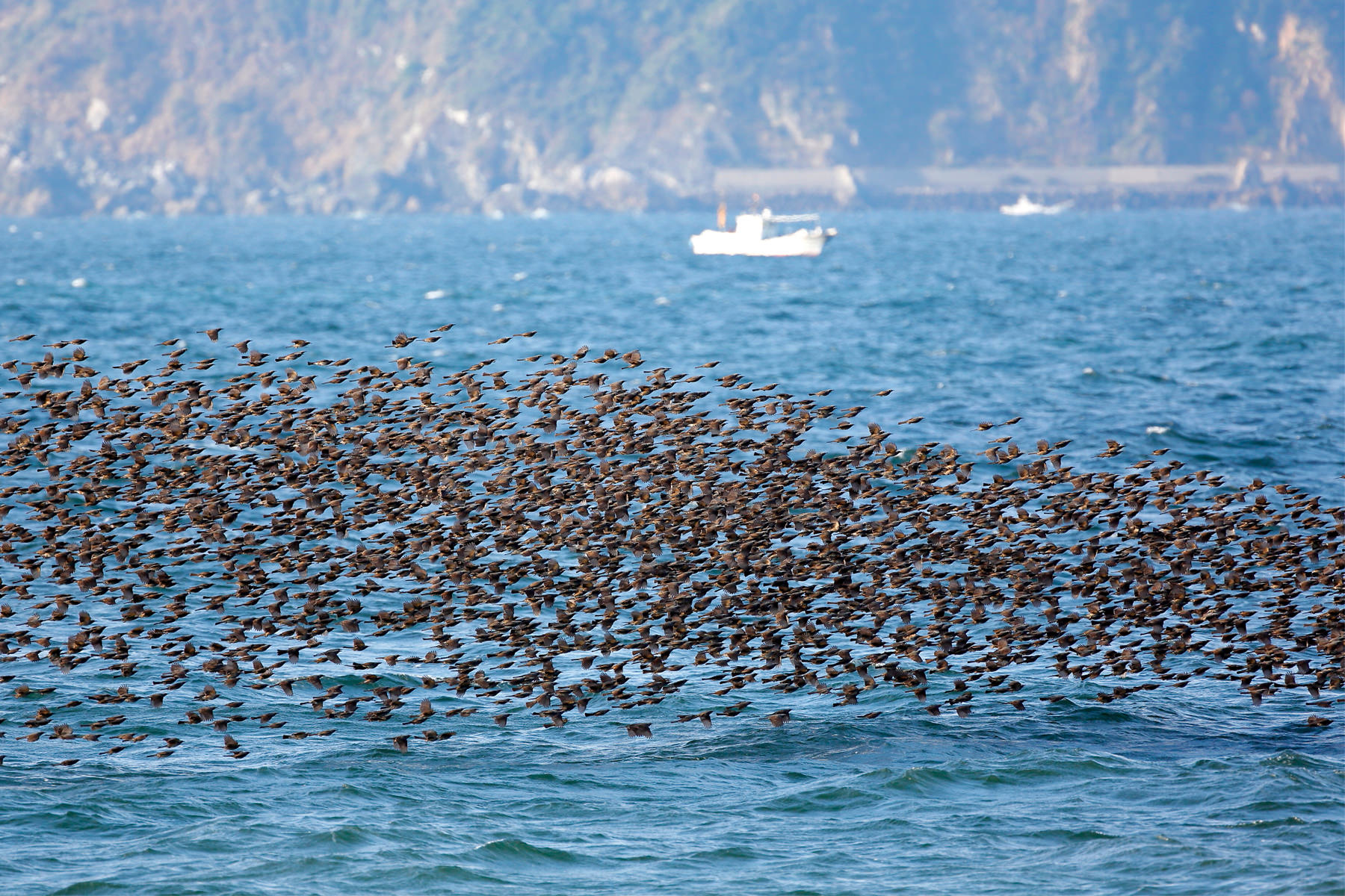 Canon Bird Branch Project | Biodiversity Initiatives | Bird photo guide ...