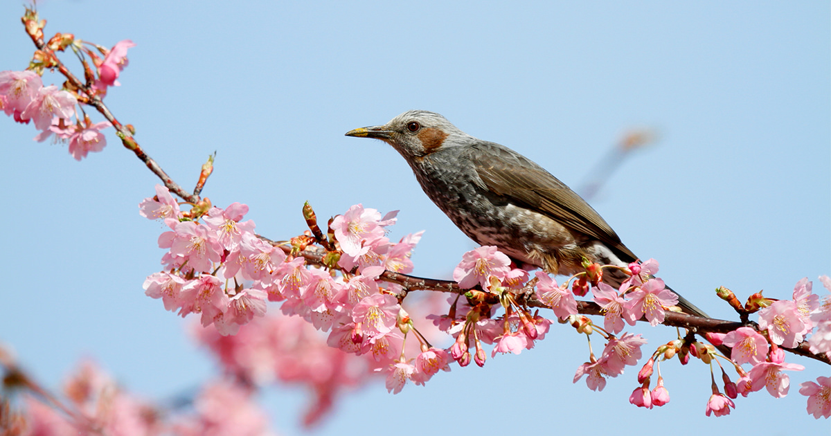 Canon Bird Branch Project | Biodiversity Initiatives | Bird photo guide ...