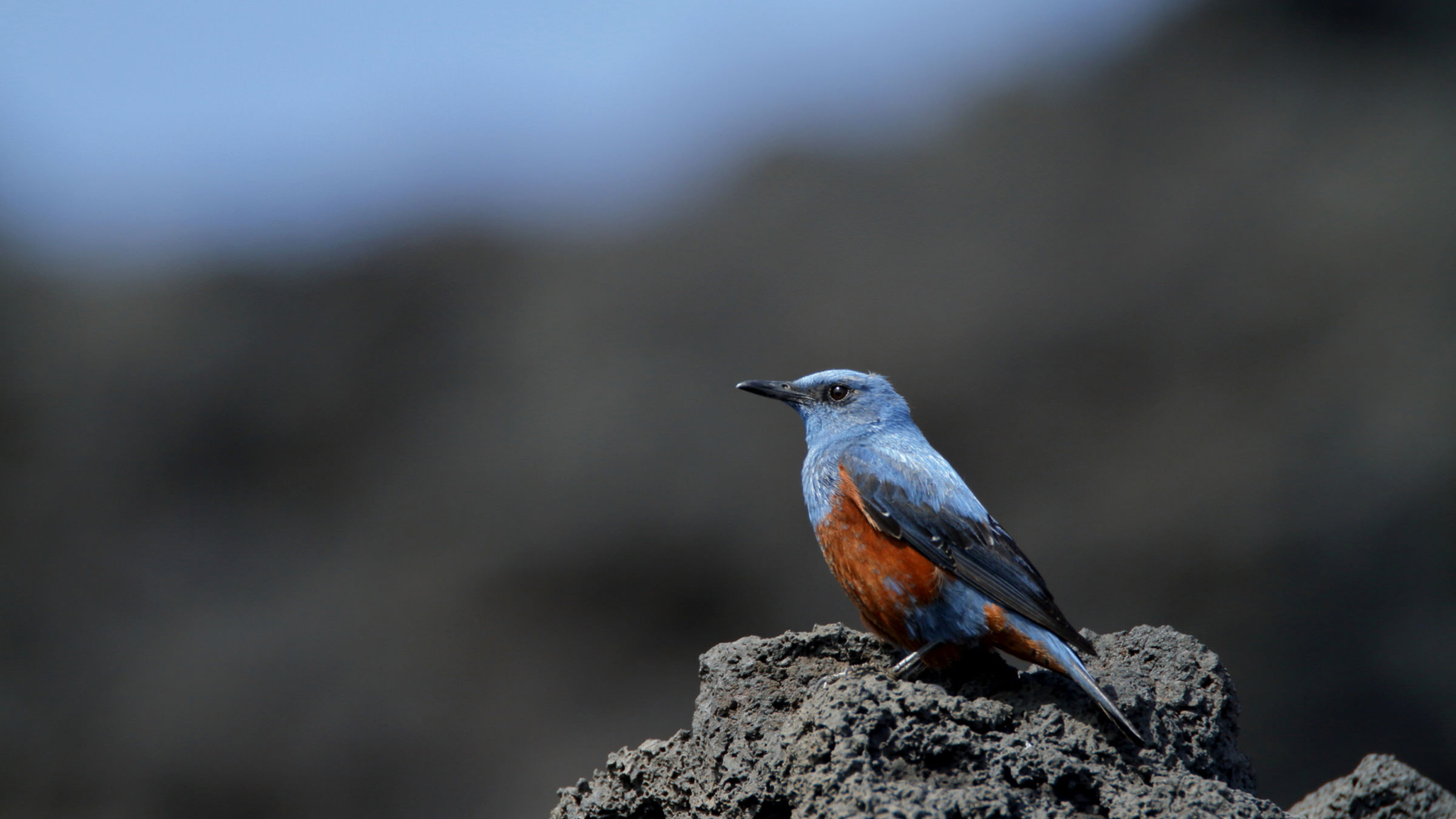 Canon Bird Branch Project | Biodiversity Initiatives | Bird photo guide ...