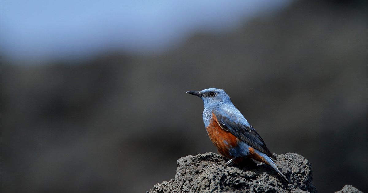 Canon Bird Branch Project | Biodiversity Initiatives | Bird photo guide ...