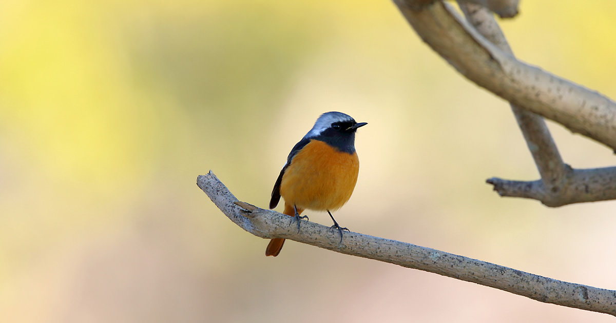 Canon Bird Branch Project | Biodiversity Initiatives | Bird photo guide ...