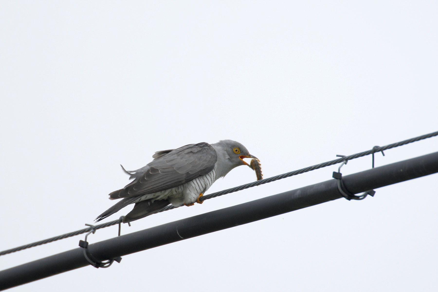 Canon Bird Branch Project | Biodiversity Initiatives | Bird photo guide ...