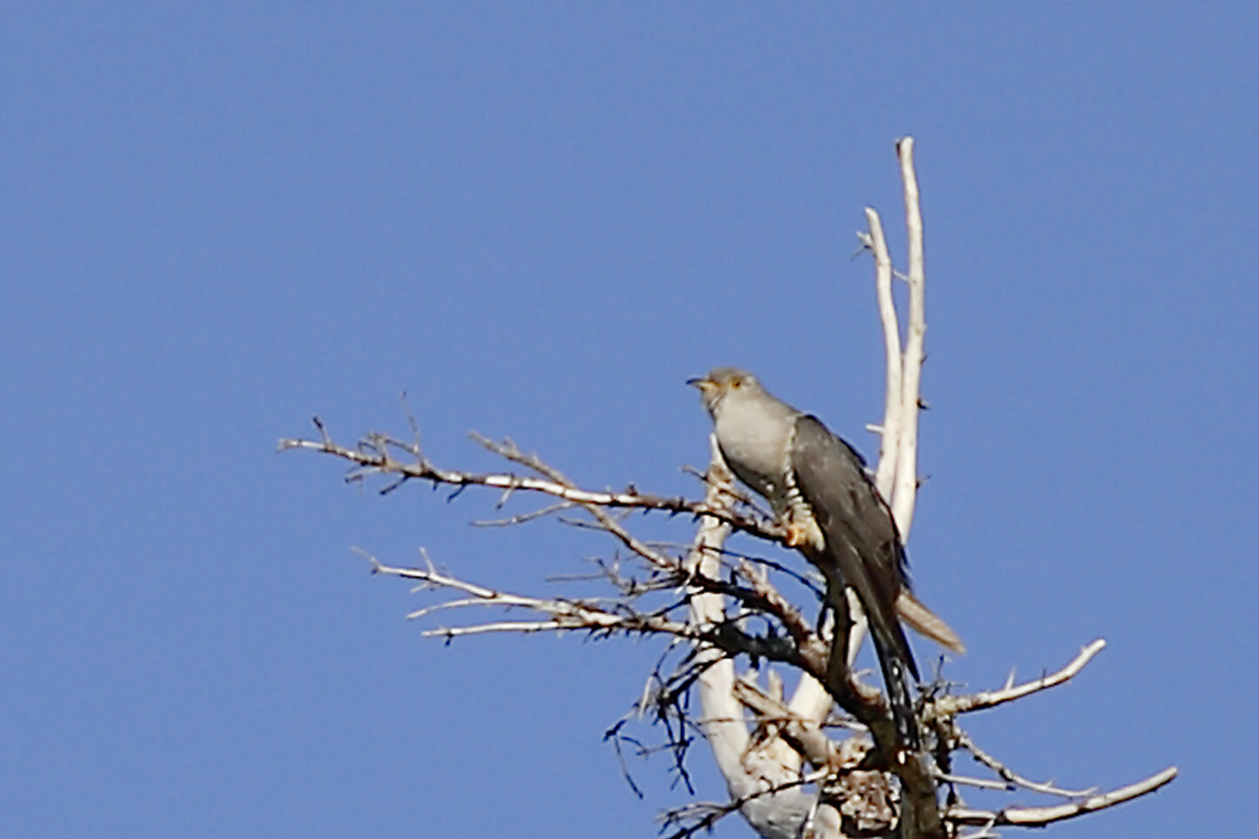 Canon Bird Branch Project | Biodiversity Initiatives | Bird photo guide ...